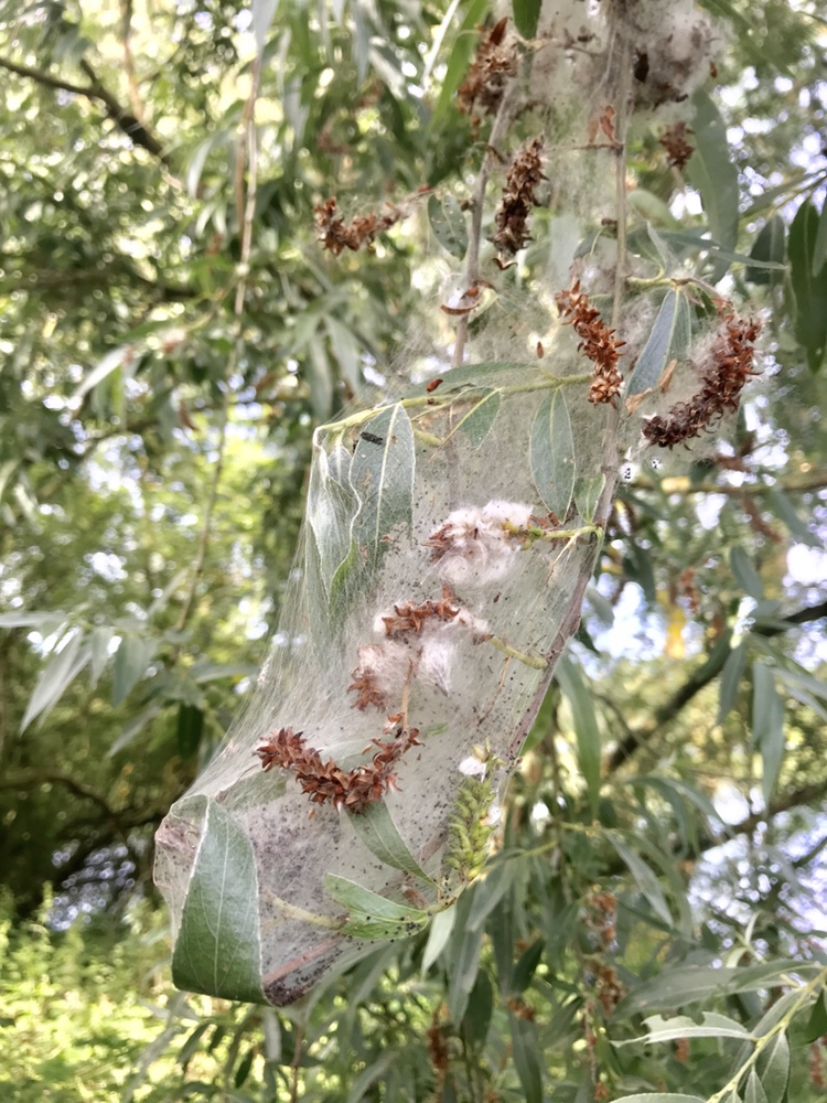 Wildlife in the willows – NATURE TABLE EXPLORER