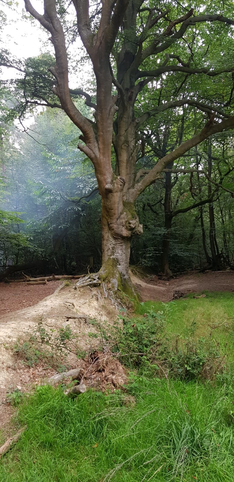 Beech Trees in Ashdown – NATURE TABLE EXPLORER