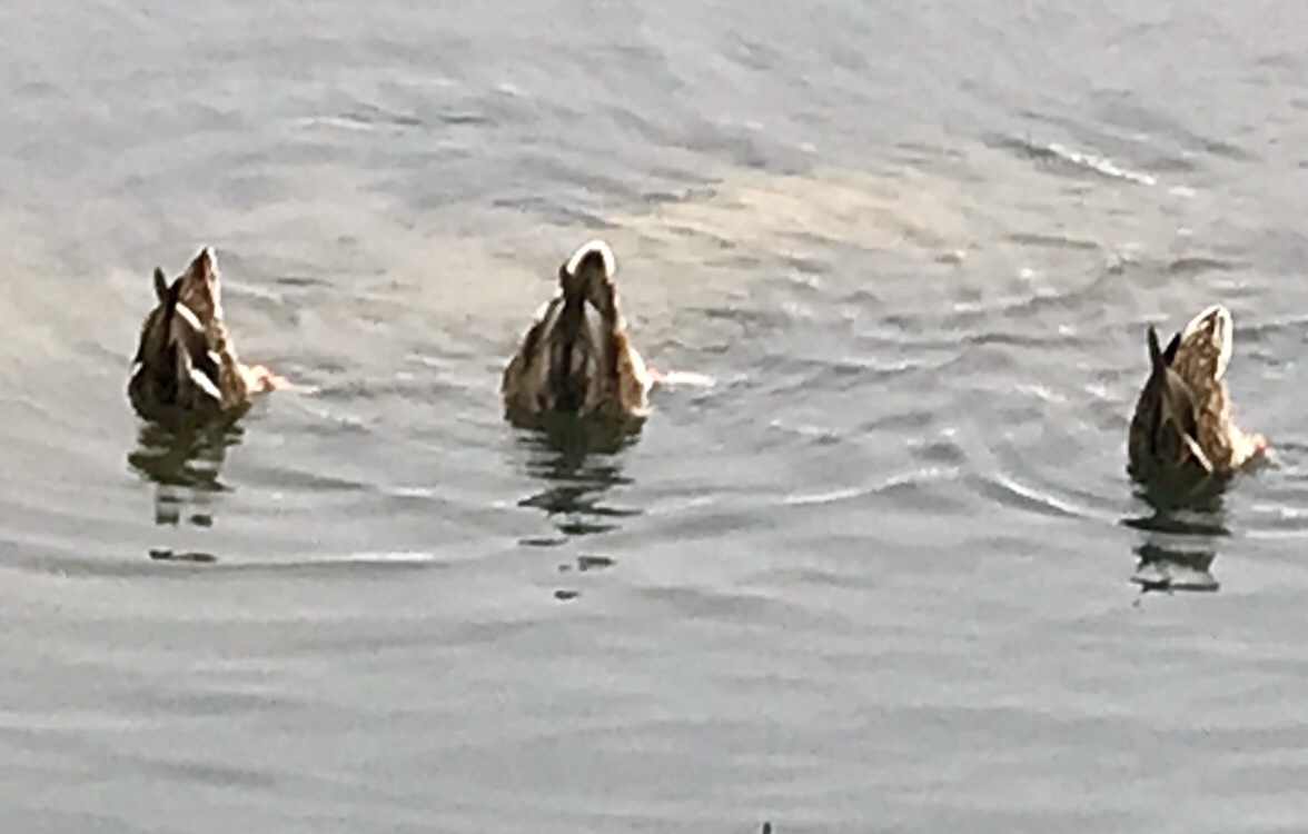 Ducks Ditty – NATURE TABLE EXPLORER