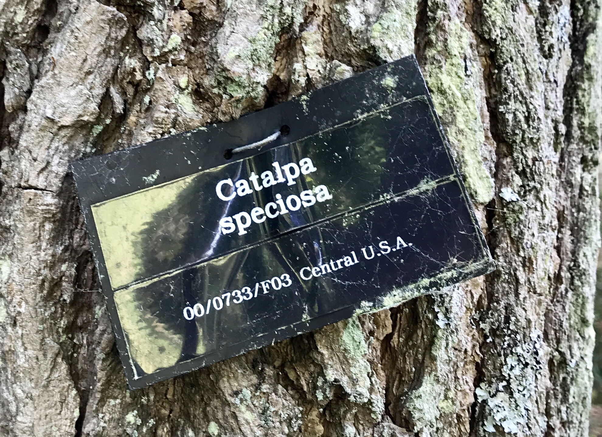 Cigar tree – NATURE TABLE EXPLORER