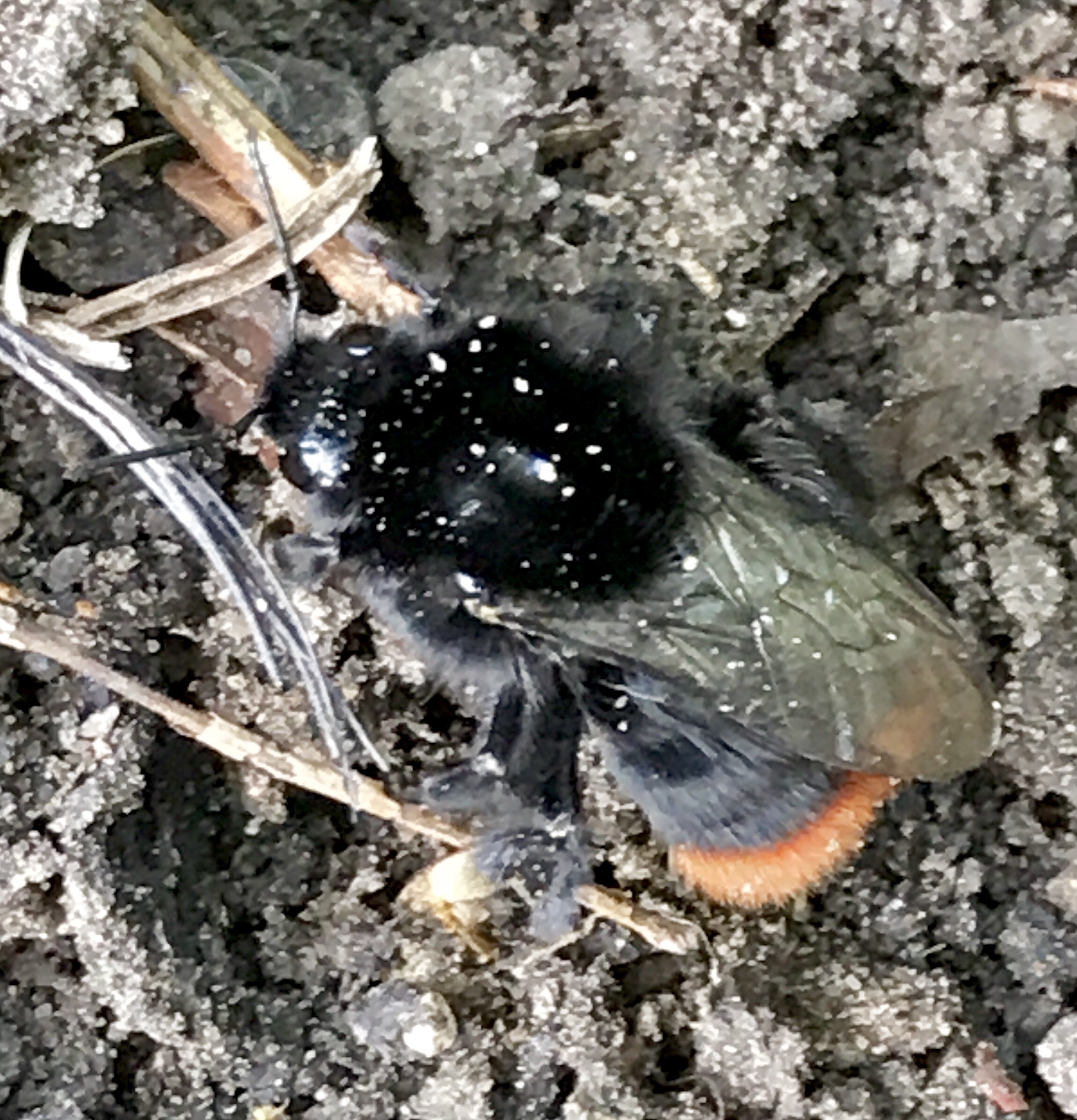 Hitchhiking Mites – NATURE TABLE EXPLORER