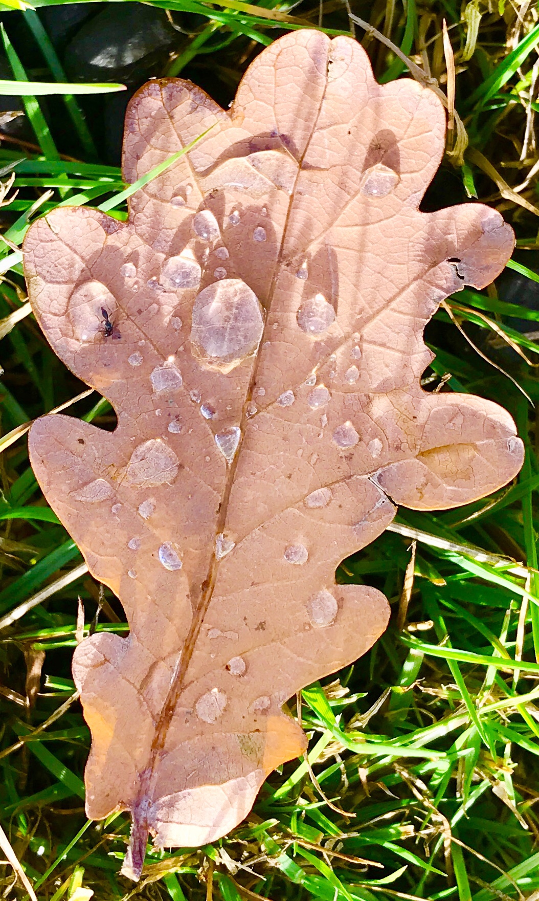 Waterproof Leaves! – NATURE TABLE EXPLORER