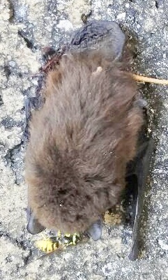 French Bat – NATURE TABLE EXPLORER