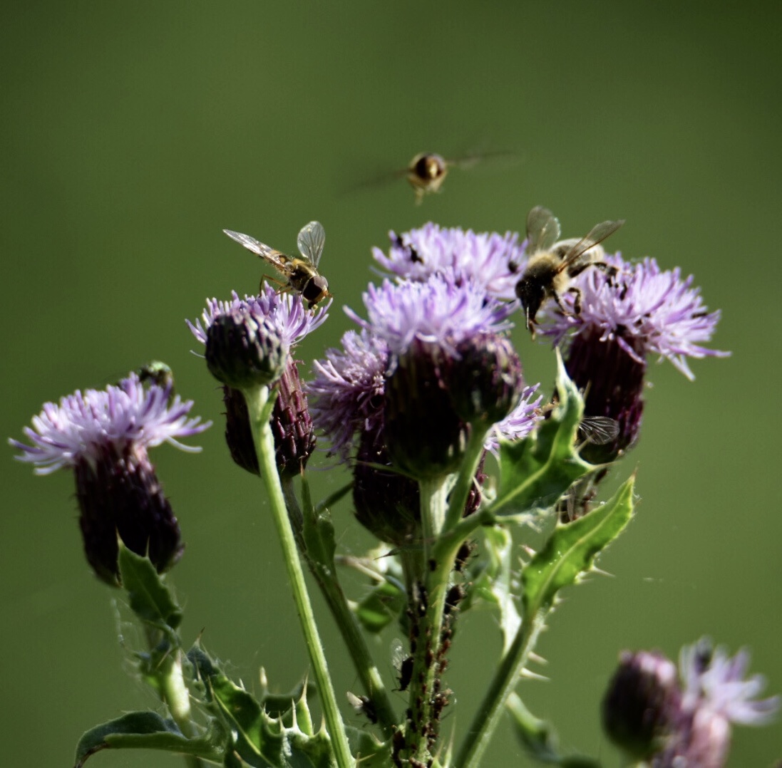 Thistle Top meetings – NATURE TABLE EXPLORER