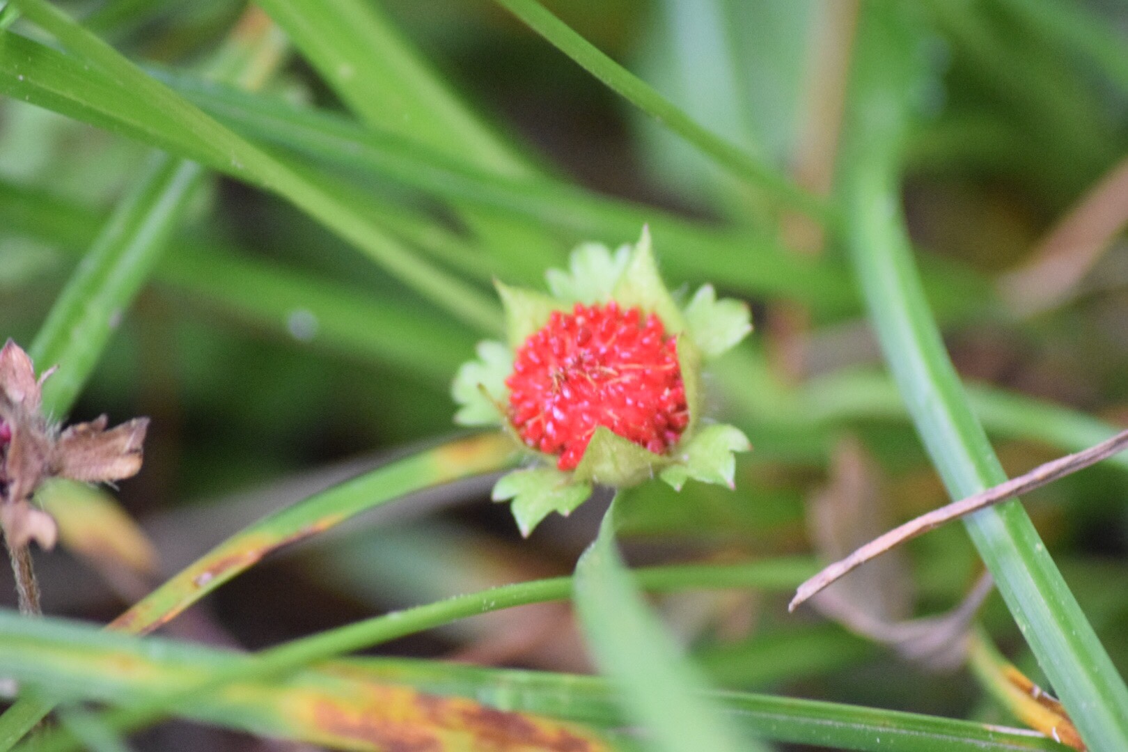 Wild strawberry carpets – NATURE TABLE EXPLORER