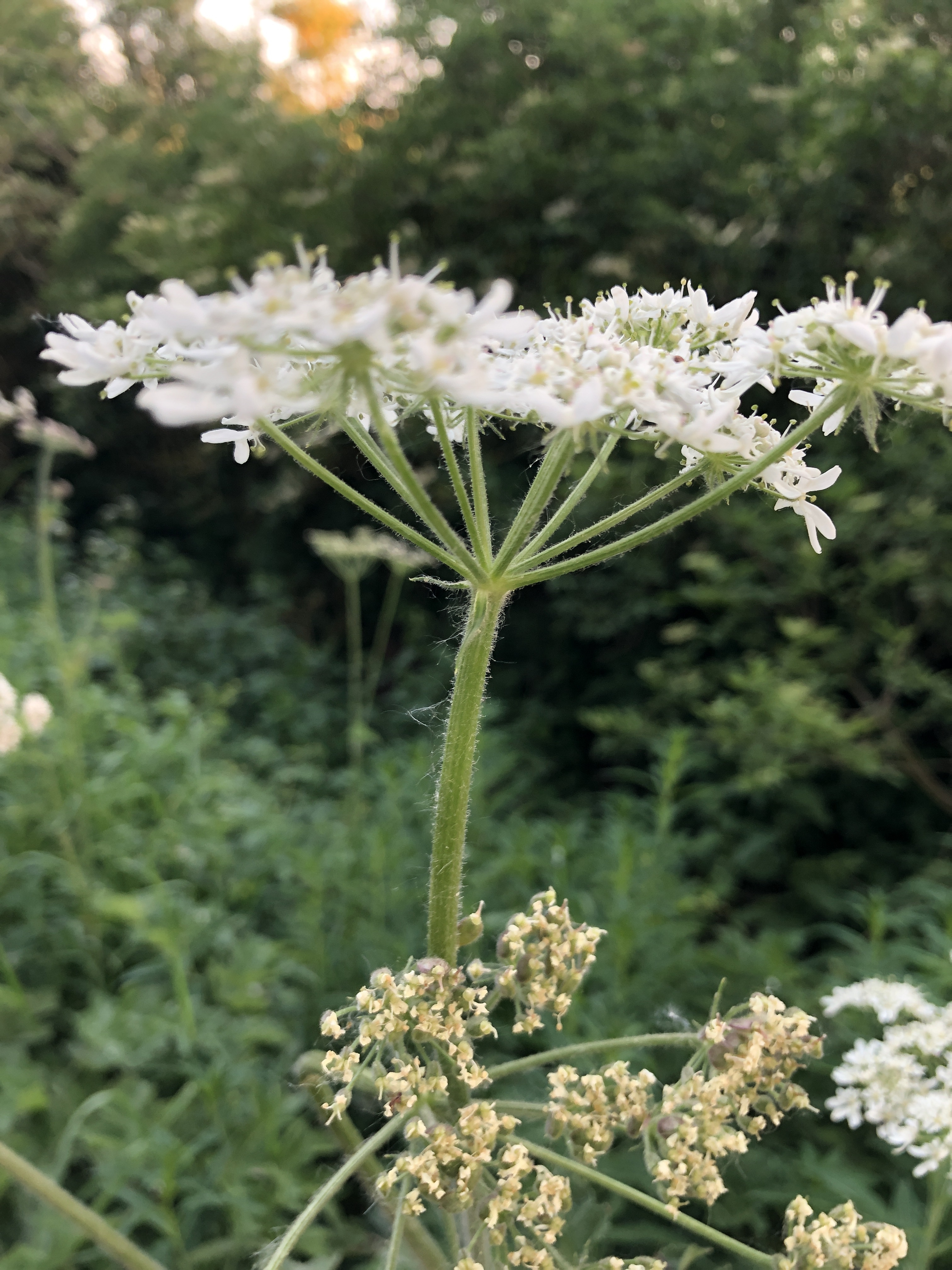 Umbels galore – NATURE TABLE EXPLORER