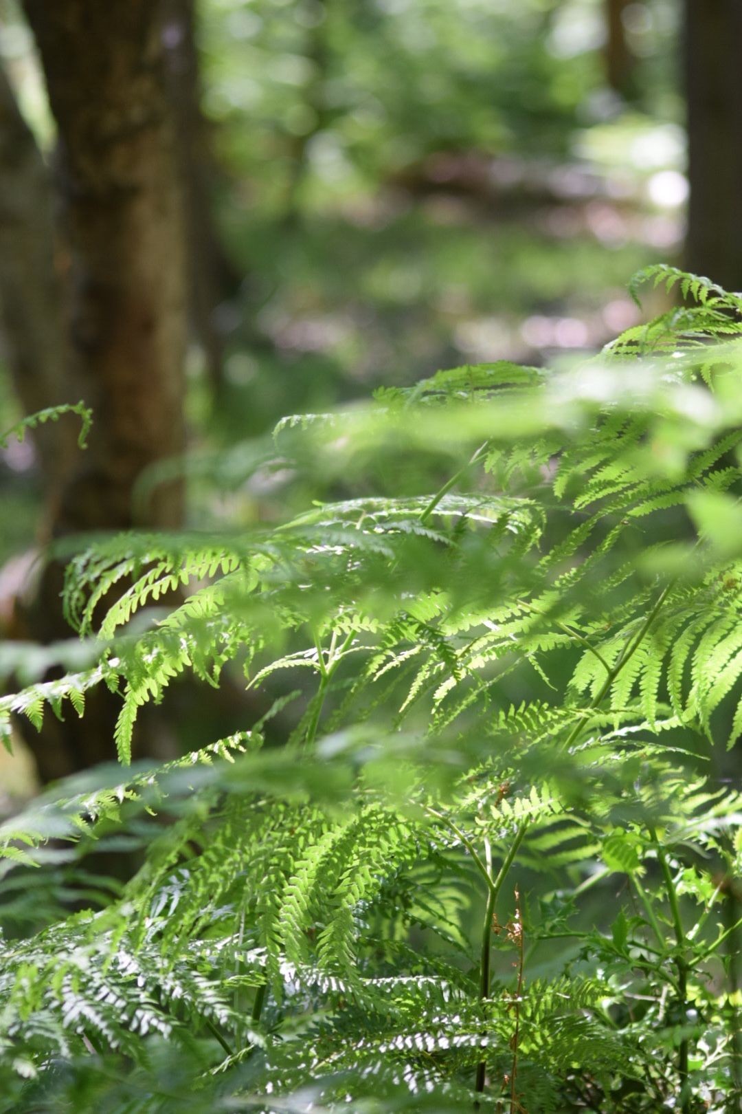 Wisley Common Walk – NATURE TABLE EXPLORER