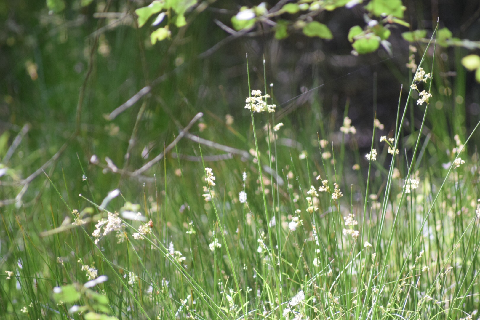 Wisley Common Walk – NATURE TABLE EXPLORER