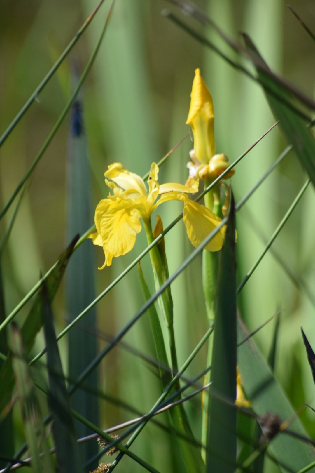 Wisley Common Walk – NATURE TABLE EXPLORER