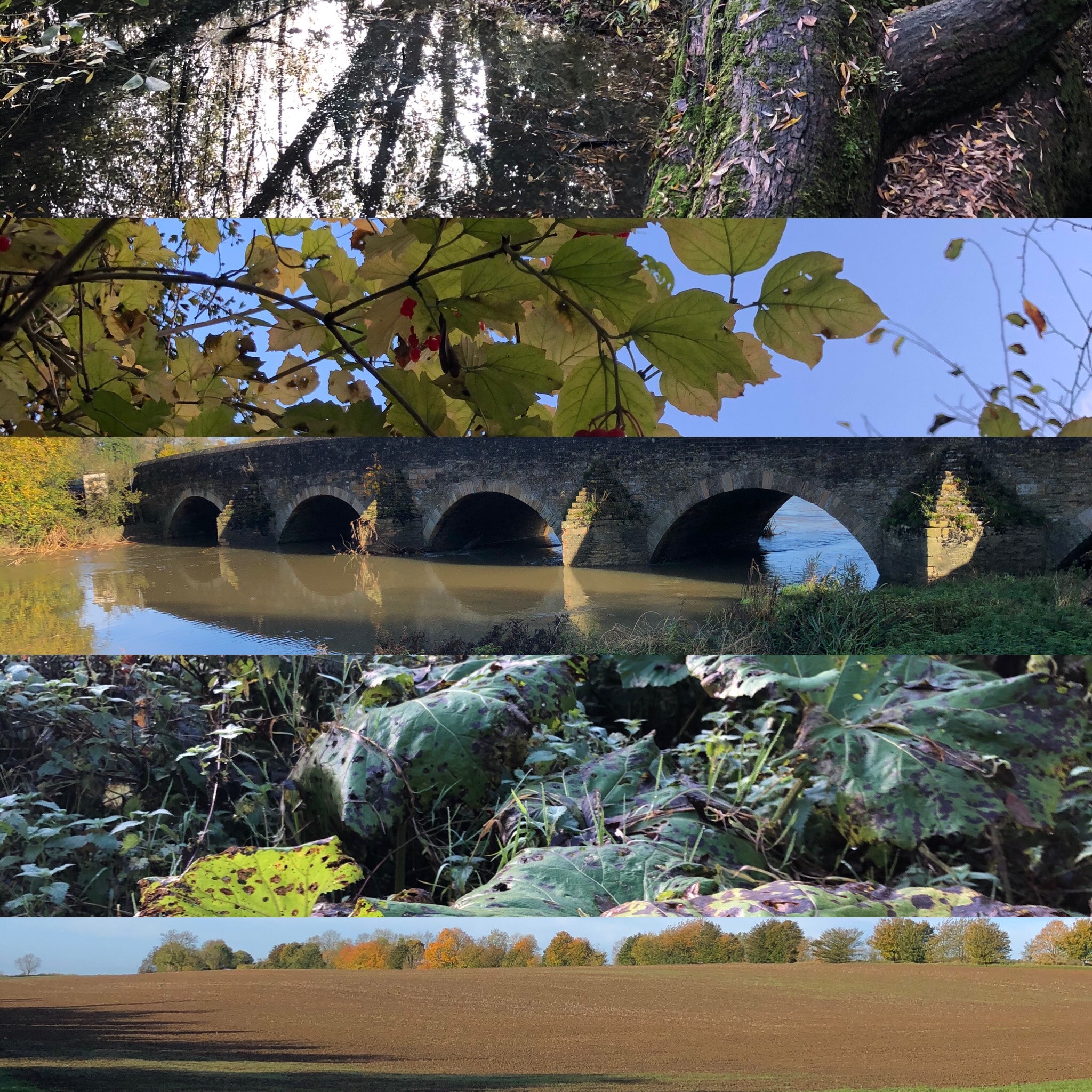 Felmersham after the rain – NATURE TABLE EXPLORER