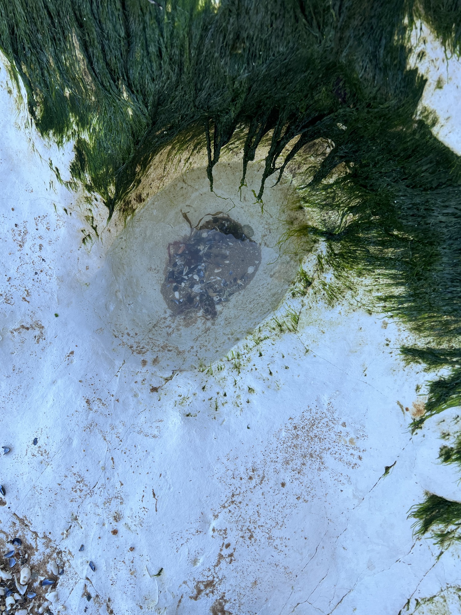 Back Exploring -BotanyBay – NATURE TABLE EXPLORER